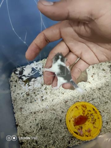 tupai mini murah - Pets for sale in Padang Besar, Perlis