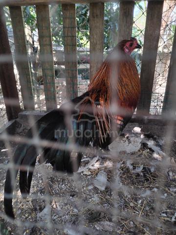 ayam comel - Pets for sale in Kota Bharu, Kelantan
