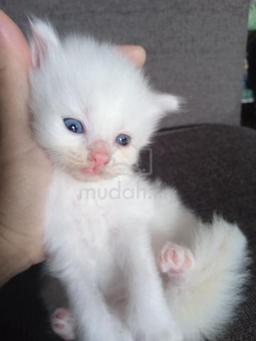 anak kucing DLH - Pets for sale in Kulai, Johor