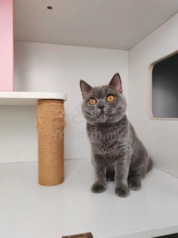 British shorthair/BSH blue - Pets for sale in Semenyih, Selangor