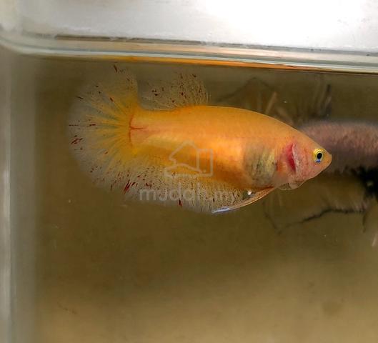 Solid Yellow Vanda Female Betta Fish /Ikan Laga/斗鱼 - Pets for sale in ...