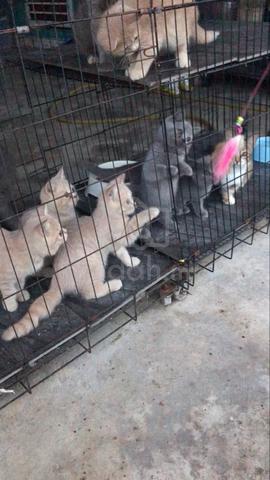 Anak kucing BSH Blue dan Cream - Pets for sale in Pasir Puteh, Kelantan