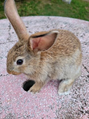Arnab Comel saiz kecil A - Pets for sale in Kajang, Selangor