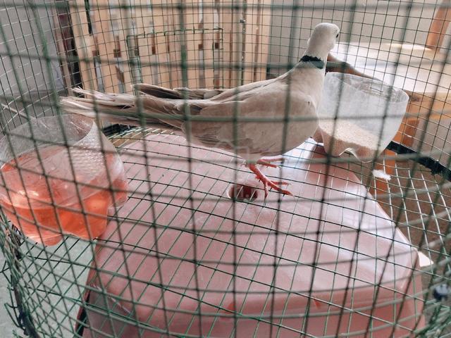 Burung terkukur ori - Pets for sale in Bangi, Selangor