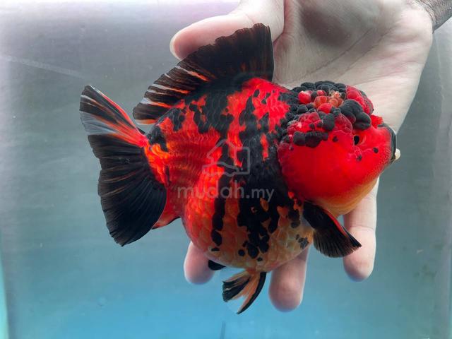 Gold Fish, Shogun Tiger Oranda, 4.9 Inch, Rare! - Pets for sale in ...