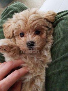 Z134 silly poodle puppy dog - Pets for sale in Puchong, Kuala Lumpur