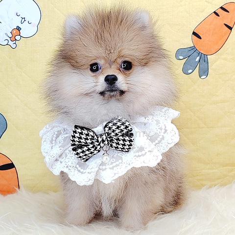 Super Small Tiny Mini Pomeranian Puppy Dog *MJ169 - Pets for sale in ...