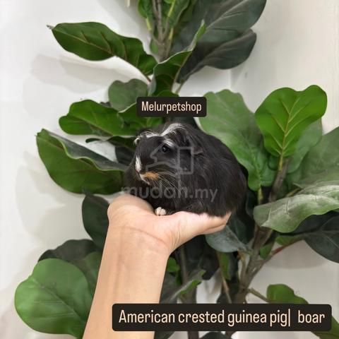 American crested guinea pig tikus belanda arbok - Pets for sale in Shah ...