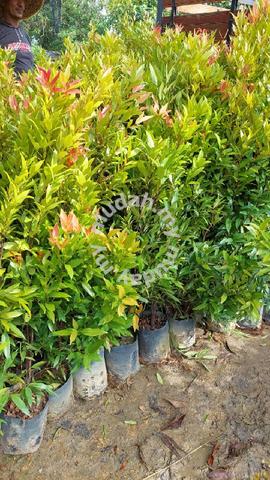 Anak pokok kelat paya - Garden Items for sale in Balakong, Selangor