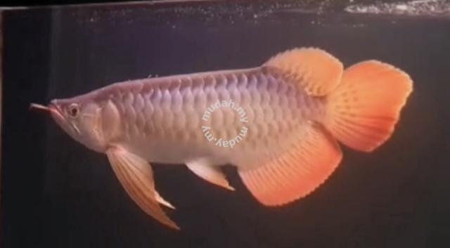 Sepauk super red arowana - Pets for sale in Cheras, Kuala Lumpur