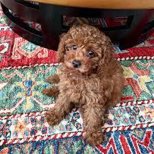 Q17 muscular poodle puppy dog - Pets for sale in Puchong, Kuala Lumpur