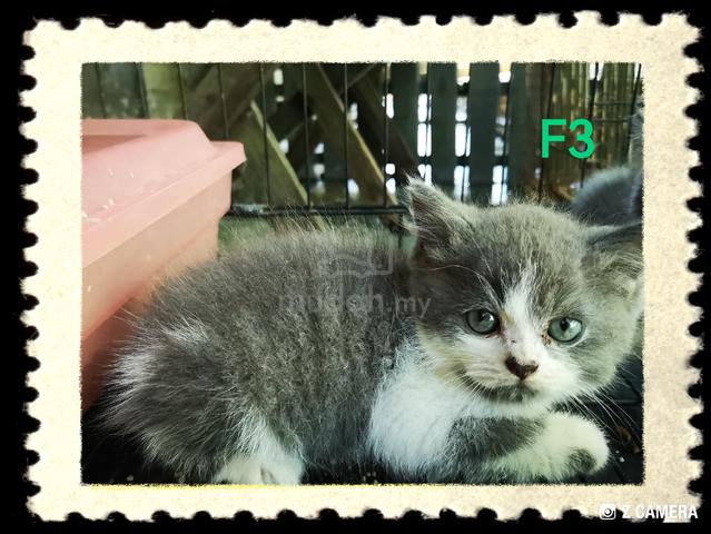 Bsh bicolour - Pets for sale in Sandakan, Sabah