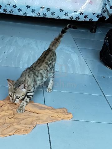 bengal pure - Pets for sale in Telupid, Sabah
