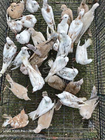 Tekukur Jawa - Pets for sale in Klang, Selangor