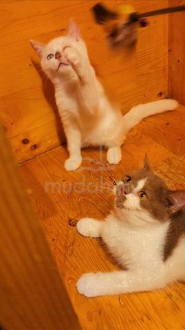 British BSH Cinnamon Bicolor Cat Kitten w/ CERT - Pets for sale in ...