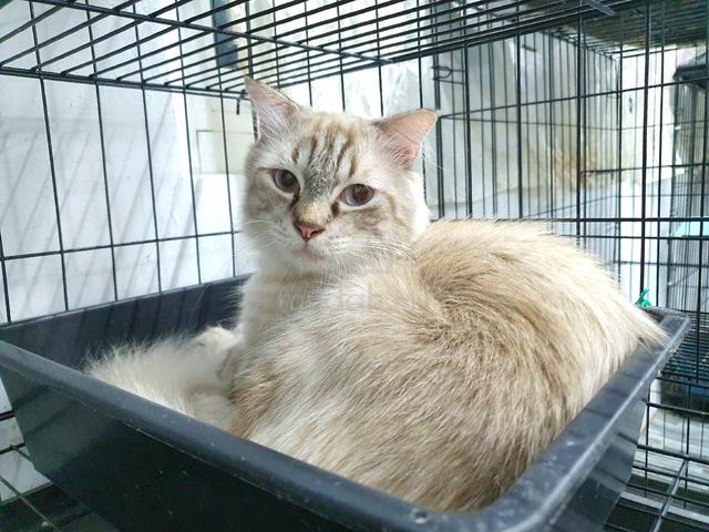 kucing jantan fold dlh - Pets for sale in Kota Kinabalu, Sabah