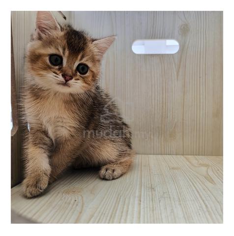 Golden BSH Kittens - Pets for sale in Semenyih, Selangor