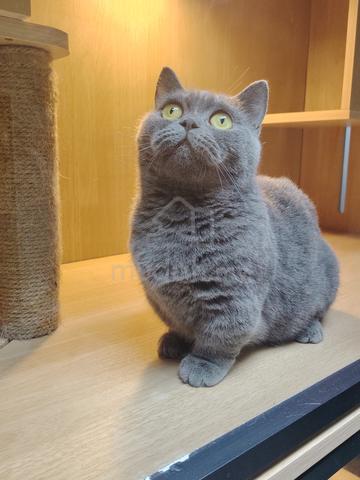Munchkin female Baka Besar - Pets for sale in Alor Setar, Kedah