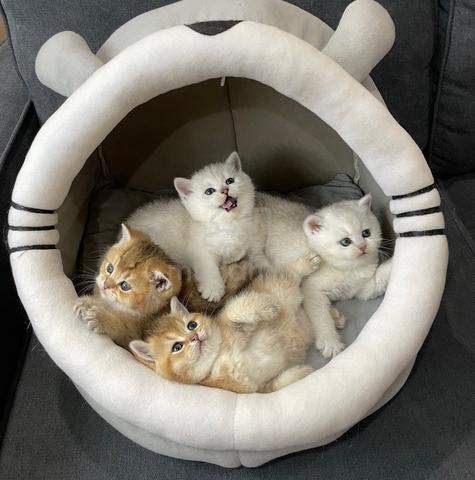 BSH British Shorthair Golden & Silver - Pets for sale in Bangi, Selangor