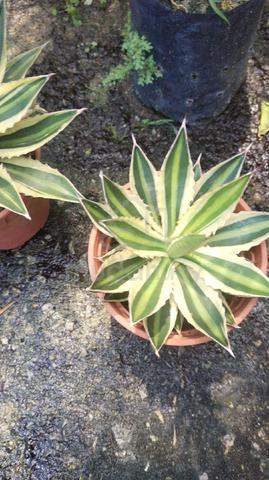 Agave Variegata Untuk Landskap Rumah - Garden Items for sale in Batu ...