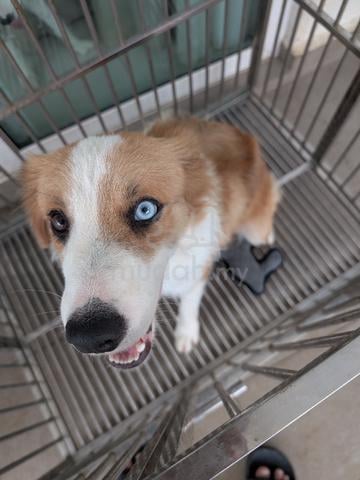 RARE Sable Merle Border Collie Purebred Blue-Eyed - Pets for sale in ...
