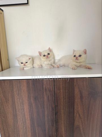 bsh white - Pets for sale in Bandar Saujana Putra, Selangor
