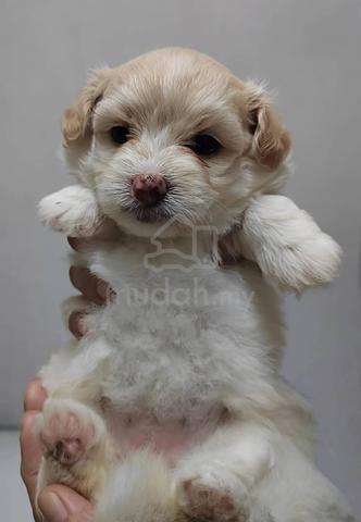 Tiny Poodle mix Pomeranian Tiny Pomapoo - Pets for sale in Georgetown ...