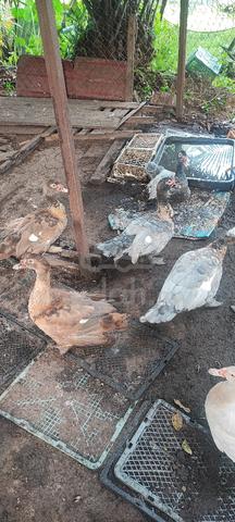 serati lavender coklat - Pets for sale in Machang, Kelantan