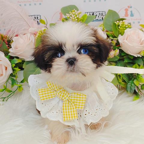 Chubby Face Shih Tzu Puppu Dog Pet *yu.01338 - Pets for sale in Puchong ...
