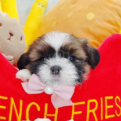 Chubby Face Shih Tzu Puppu Dog Pet *yu.01869 - Pets for sale in Puchong ...
