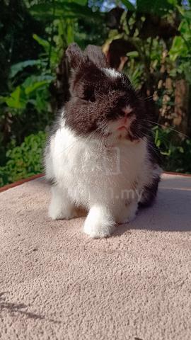 Arnab Netherland Dwarf Rabbit ND - Pets for sale in Simpang Ampat, Penang