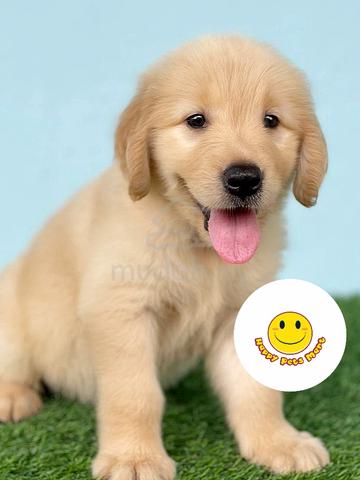 Golden Retriever puppy sweetheart - Pets for sale in Johor Bahru, Johor
