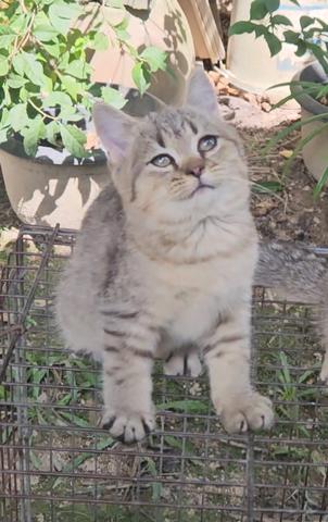 BSH tabby gold kittens - Pets for sale in Nilai, Negeri Sembilan