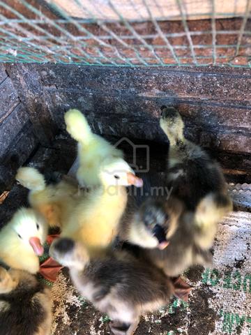 anak angsa - Pets for sale in Tampin, Negeri Sembilan