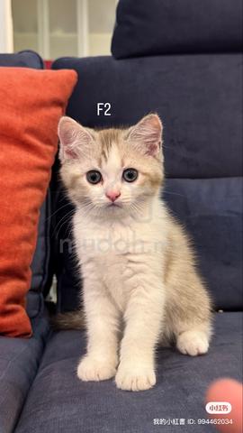 Golden British x Ragdoll Cat for Sale – Female - Pets for sale in Seri ...