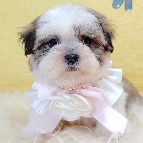 Chubby Face Shih Tzu Puppu Dog Pet *yu.02022 - Pets for sale in Puchong ...