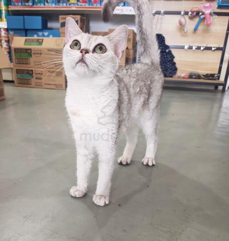 BSH British Shorthair Female Silver Baka Besar - Pets for sale in Alor ...