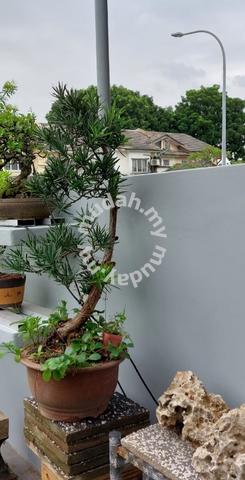 Bonsai Podocarpus/ luo han song to let go - Garden Items for sale in ...