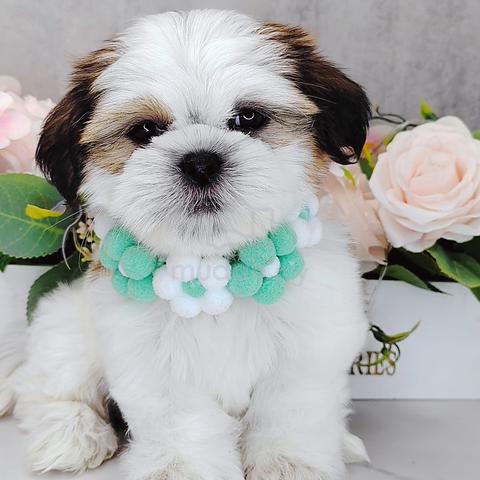 Chubby Face Shih Tzu Puppu Dog Pet *yu.03013 - Pets for sale in Puchong ...