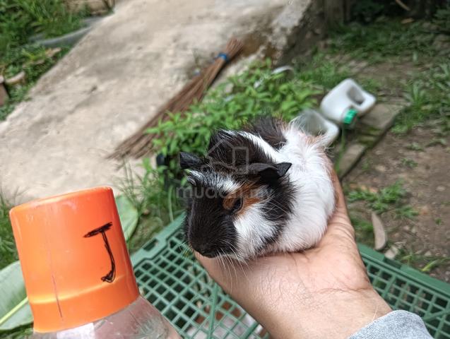 Guinea pig Tikus Belanda - Pets for sale in Serendah, Selangor