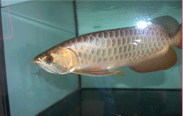 arowana mgbb crossback 12 inch -wholesale price - Pets for sale in Cheras, Selangor