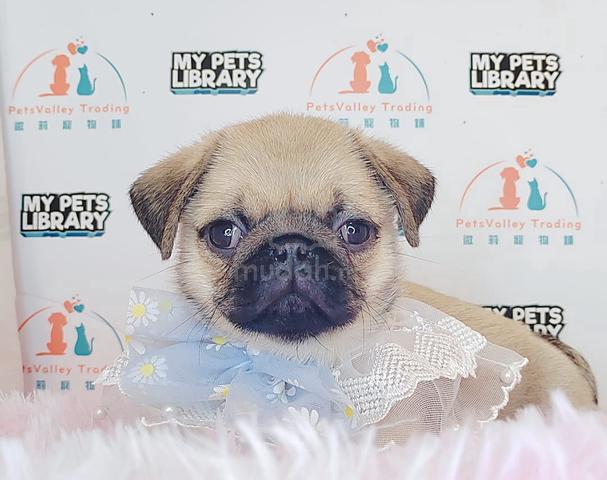 Super Fatty Pug Puppy Dog Pet *yu.0409 - Pets for sale in Puchong, Selangor