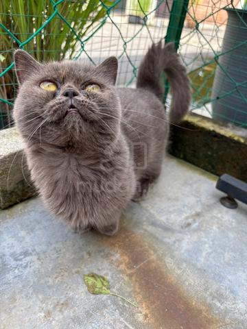 Bsh Munchkin - Pets for sale in Semenyih, Selangor