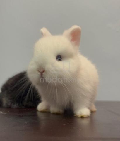 netherland dwarf rabbit arnab nd - Pets for sale in Subang Jaya, Selangor