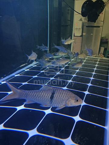 ikan sebarau & rong - Pets for sale in Tanjung Malim, Perak