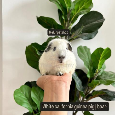 White california guinea pig tikus belanda - Pets for sale in Shah Alam ...