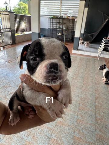 Father Marco Exotic Bully 微型美国恶霸犬 - Pets for sale in Miri, Sarawak