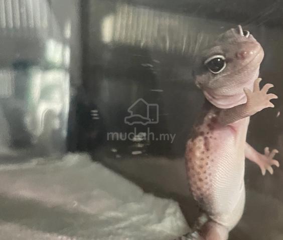 African fat tail gecko AFT - Pets for sale in KLCC, Kuala Lumpur