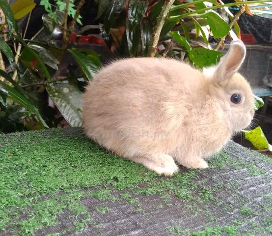 Arnab comel - Pets for sale in Cheras, Kuala Lumpur
