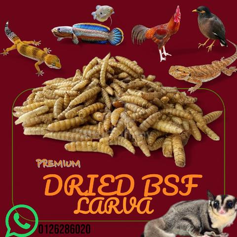 bsfl dried - Pets for sale in Batu Berendam, Melaka